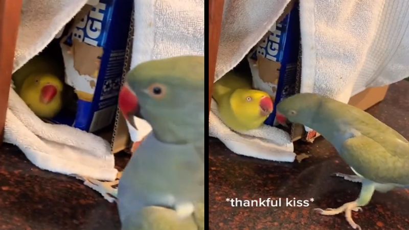 கிளிகளுக்கு திருமணம்! பாரம்பரிய முறையில் ஆடல் பாடல் நிகழ்ச்சிகள்! - Two ...