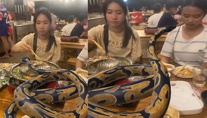 রেস্তোরাঁয় সাপের সঙ্গে ডিনার! ভাইরাল হওয়া ভিডিওর পিছনে রয়েছে অন্য কারিগরি - video of ...