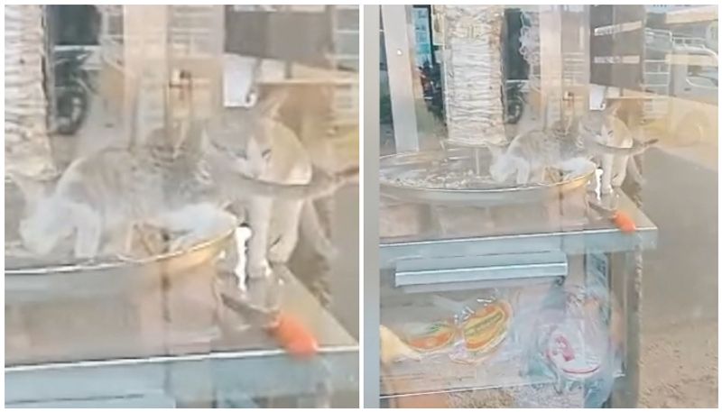 ഷവര്‍മയുടെ ടേസ്റ്റ് നോക്കി പൂച്ചകള്‍! അതും ഷവർമയുണ്ടാക്കുന്ന പാത്രത്തി ...