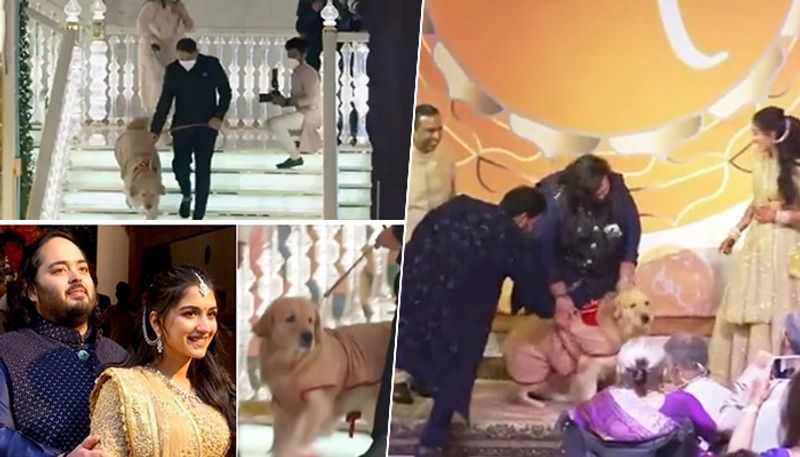 Meet Ambani's pet dog; who was ringbearer at Anant Ambani-Radhika ...