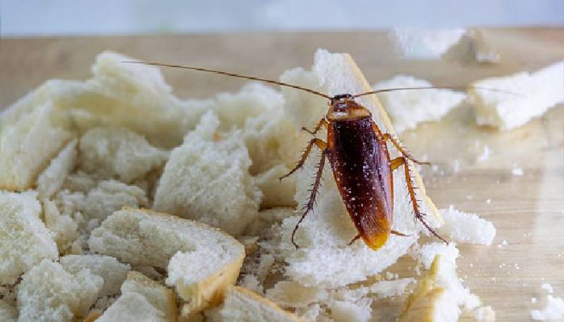 Annoyed chef releases cockroaches into pub kitchen after fight over pay ...