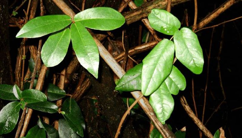 പ്ലാവില ആയും വളരും മാവില ആയും വളരും, ഓന്തിന്റെ സ്വഭാവമുള്ള ഈ വിചിത്ര ...