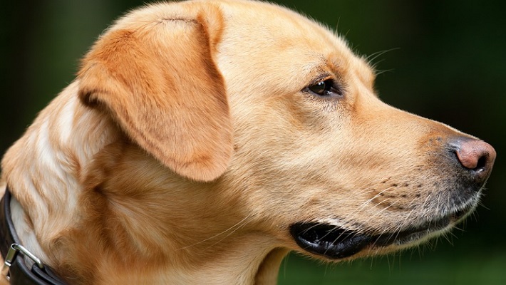 চার বছরের শিশুকে রাস্তায় ছিঁড়ে খেল কুকুরের দল, দেখুন ভয়ঙ্কর ভিডিও ...