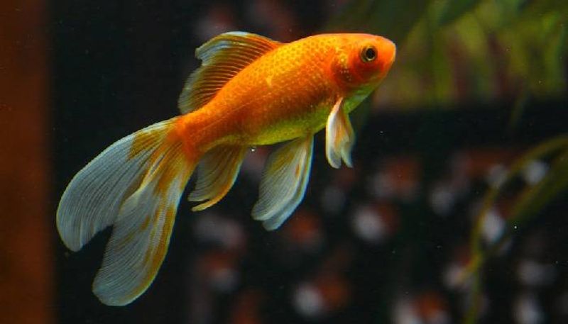 The Golden Rules to Keeping Goldfish at Home | Diving Into Goldfish ...