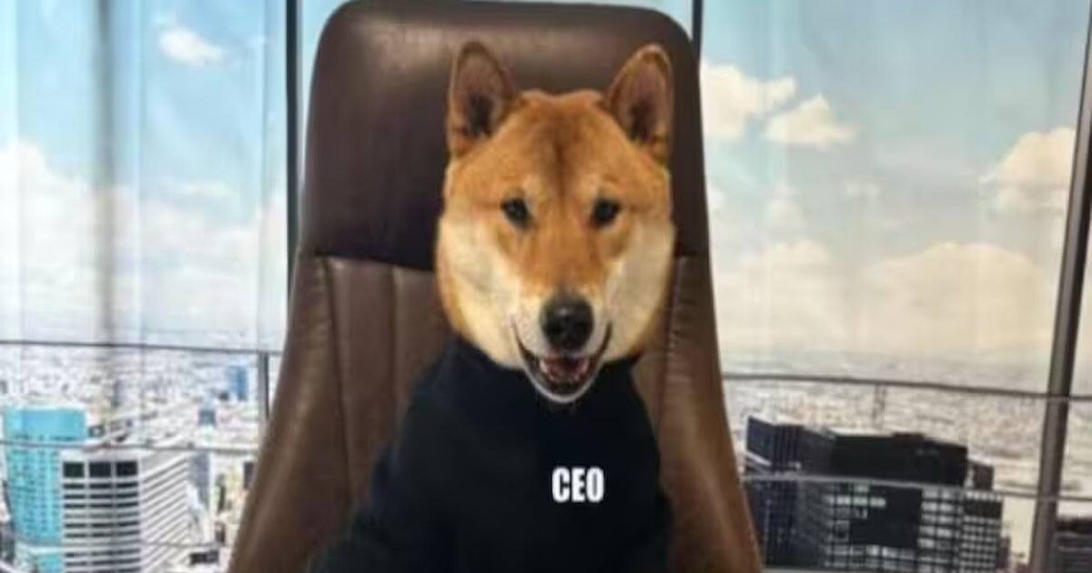 हे भगवान ! Elon Musk ने कुत्ते को बनाया Twitter का नया CEO, शेयर की ... हे भगवान ! Elon Musk ने कुत्ते को बनाया Twitter का नया CEO, शेयर की ...