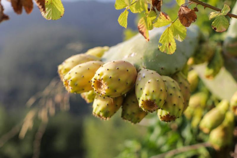 சப்பாத்திக்கள்ளி பழத்தில் கொட்டிக் கிடக்கும் மருத்துவ நன்மைகள்!