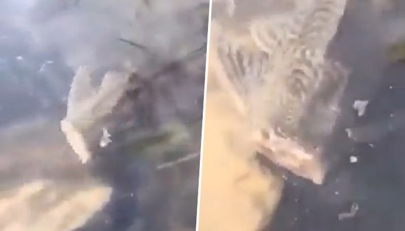 Headless fish swims around lake, viral video terrifies netizens: Watch