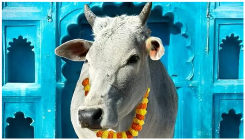 If cow slaughter continues, there will be disturbance in Karnataka ...