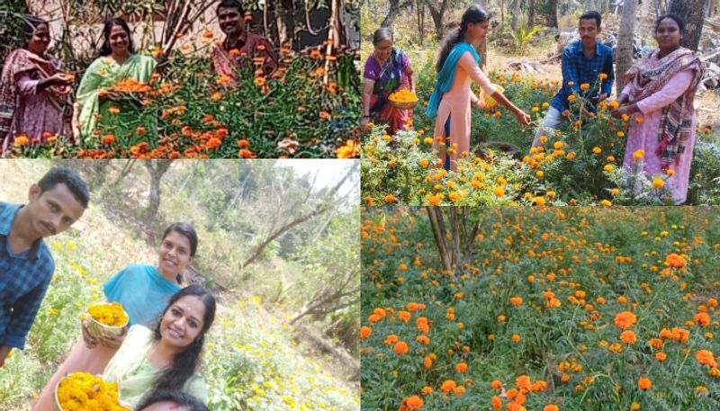തരിശ്ശായി കിടന്ന ഭൂമി, ഇന്ന് പൂത്തുലഞ്ഞ ചെണ്ടുമല്ലി പാടം, ആദ്യവിളവി ...
