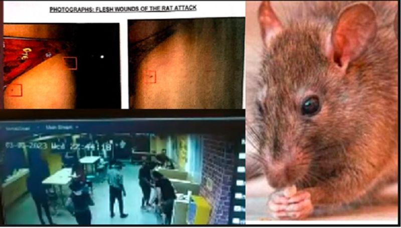 ಆಹಾರ ಸೇವಿಸುತ್ತಿದ್ದ ಬಾಲಕನಿಗೆ ಕಚ್ಚಿದ ಇಲಿ: ಹೈದರಾಬಾದ್‌ನ ಮೆಕ್‌ಡೊನಾಲ್ಡ್‌ನಲ್ಲಿ ಆಘಾತಕಾರಿ ಘಟನೆ | Boy ...