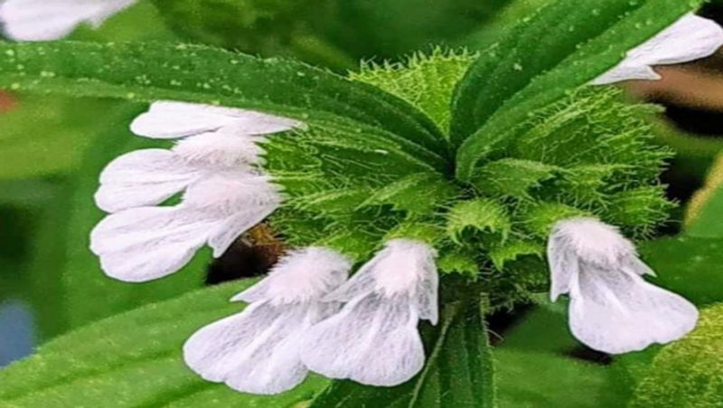 Thumbai poo: தும்பைப்பூ பத்தி தெரியுமா? கசக்கி 2 சொட்டு எடுத்தால்.. அதை ...