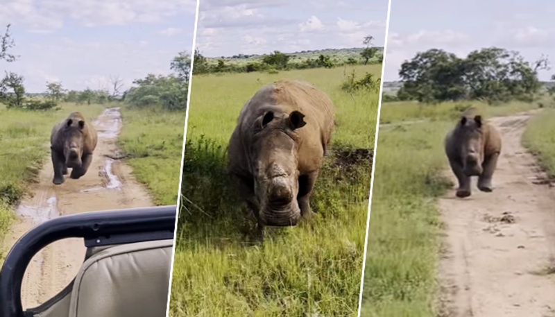 Tourists narrowly escape angry rhino charging at safari jeep in South ...
