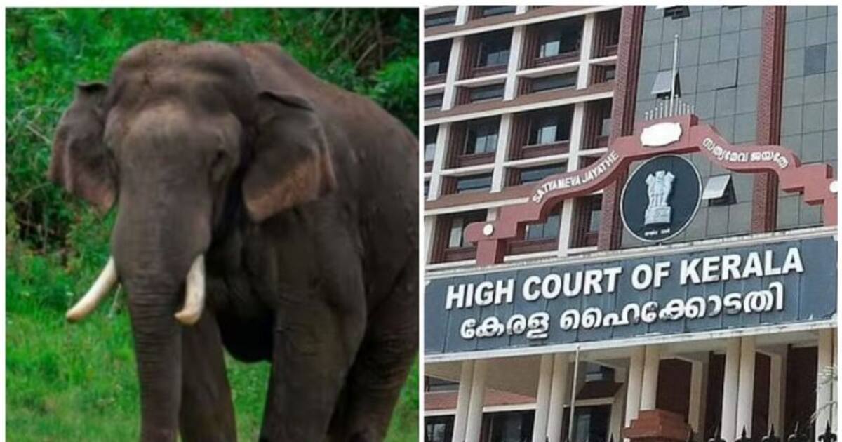 Kerala HC declines to interfere with relocation of tusker 'Arikomban ... Kerala HC declines to interfere with relocation of tusker 'Arikomban ...