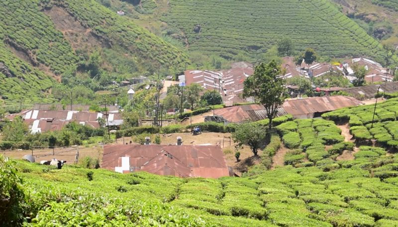 ജോലിക്ക് പോകുന്നതിനിടെ മുന്നില്‍ പുലികള്‍, ജീവനും കൊണ്ട് ഓടി ...