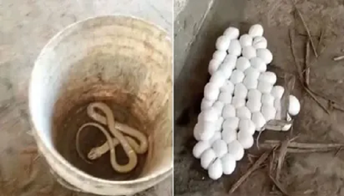 'नागिन' को मौत के घाट उतारकर जमीन में दफना दिए उसके 80 बच्चे, अब उन 3 ...