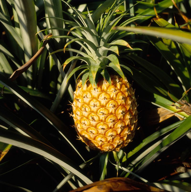Here are 5 superfoods that will help you fight chronic heart diseases