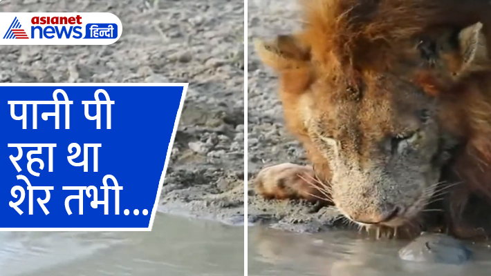 कछुए से डर गया शेर? गर्मी से परेशान होकर पी रहा था पानी, तभी हुआ कुछ ...