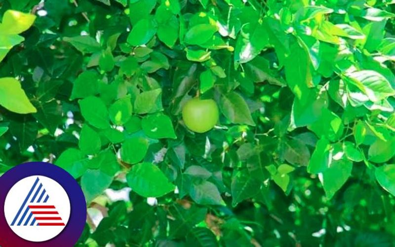 Health Benefits of Bilva patra : ಬಿಲ್ವಪತ್ರೆಯ ಆರೋಗ್ಯ ಪ್ರಯೋಜನಗಳು | Health ...