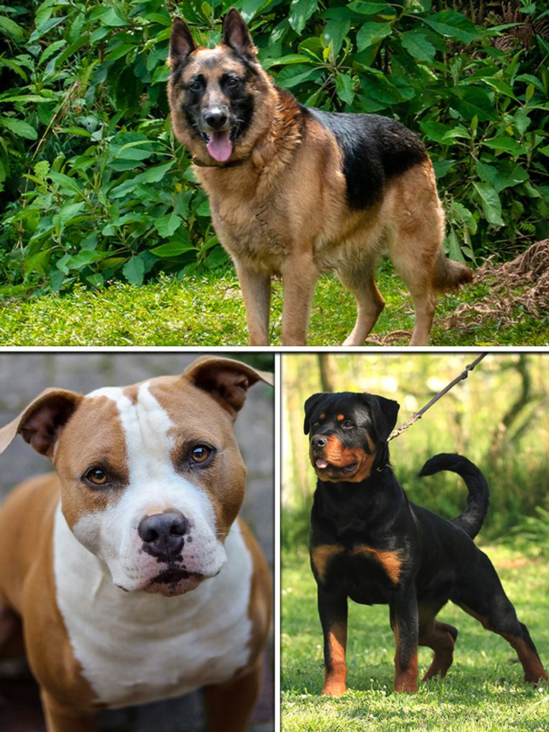 Rottweiler to Pit Bull- 8 most dangerous dog breeds- Asianet Newsable
