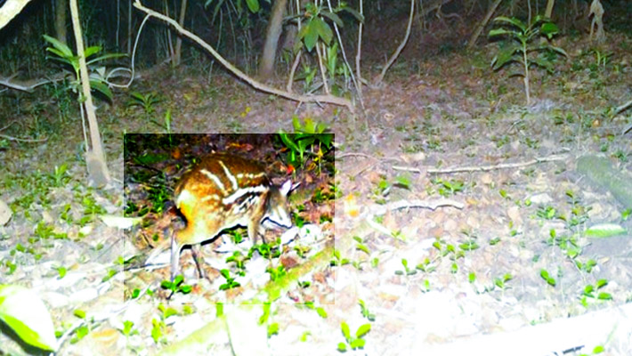 छत्तीसगढ़ के कांगेर वैली नेशनल पार्क में मिला चूहे के आकार वाला ये ...