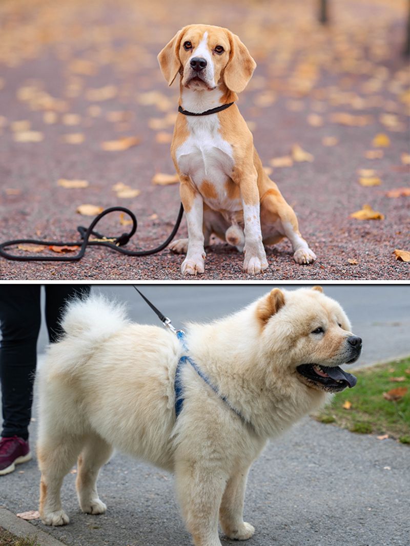 Beagle to Chow Chow- 7 dumbest dog breeds- Asianet Newsable