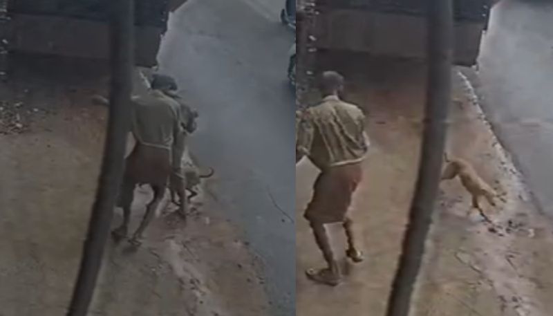 Stray dog attack : വല്ലച്ചിറയിൽ പത്ത് പേരെ കടിച്ച തെരുവുനായ ...