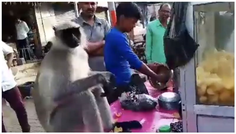 ಅರೇ! ಬೀದಿ ಬದಿ ಗೋಲ್ಗಪ್ಪ ಸವಿದ ಕೋತಿ: ವಿಡಿಯೋ ವೈರಲ್‌ - gujarat monkey s ...
