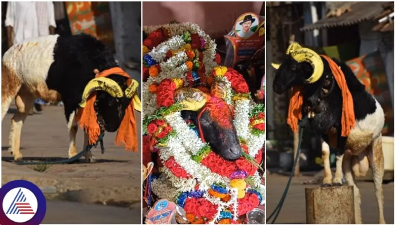 ಕಾಳಗದ ಕಲಿ ಕಮಲಾಪುರದ ಟಗರು ಜಂಗ್ಲಿ ಇನ್ನಿಲ್ಲ: ಪದಕ ಬಿಟ್ಟು ಬಂದೋನೇ ಅಲ್ಲ ...