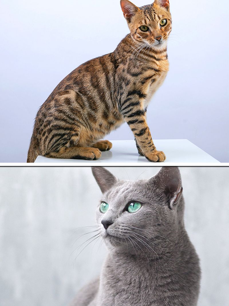 Bengal Cat to Russian Blue Cat - 7 exclusive cat breeds- Asianet News ...