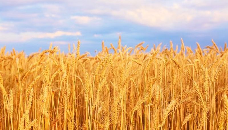 5 healthy and yummy Wheat based snacks for your body