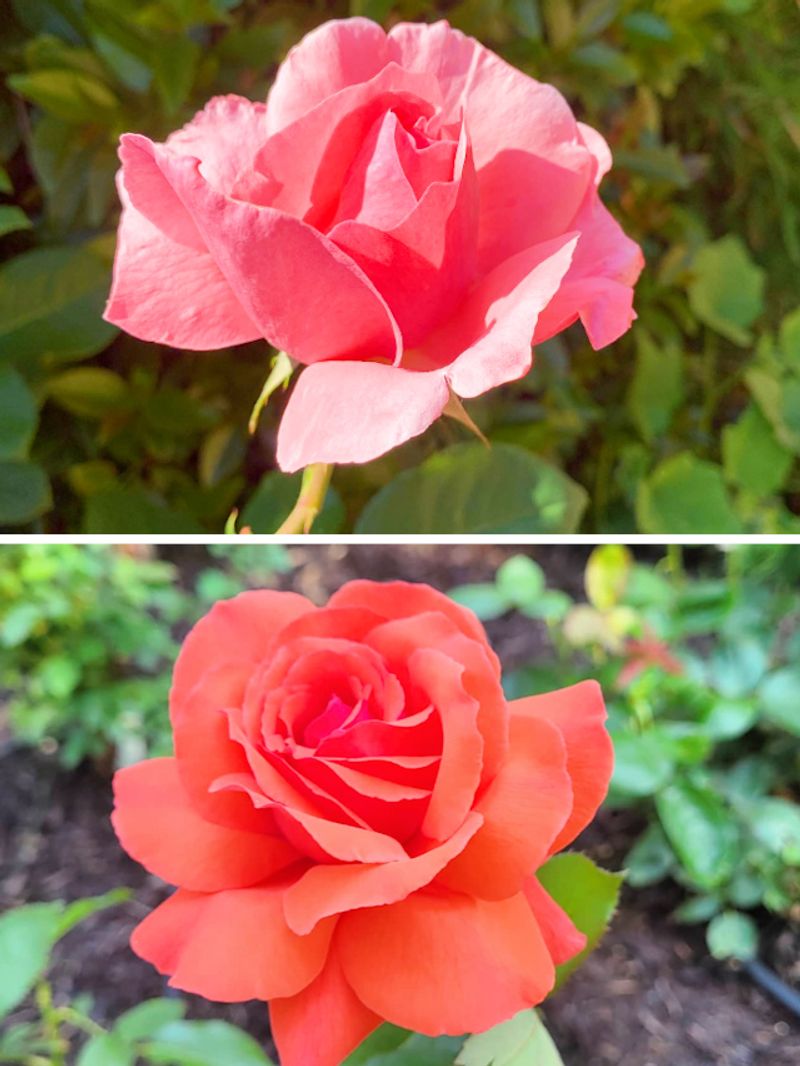 Double delight to Queen Elizabeth: 7 spectacular rose varieties ...