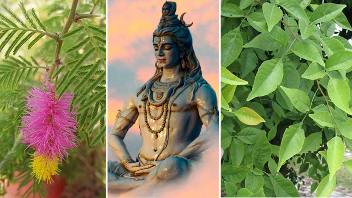 शिवशंकर की कृपा पाने के लिए सावन में लगाएं ये 5 पौधे, घर में अचानक से ...