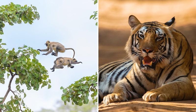 Wildlife Day 2025: Jim Corbett to Kaziranga; 7 must-visit national parks to visit in India ...