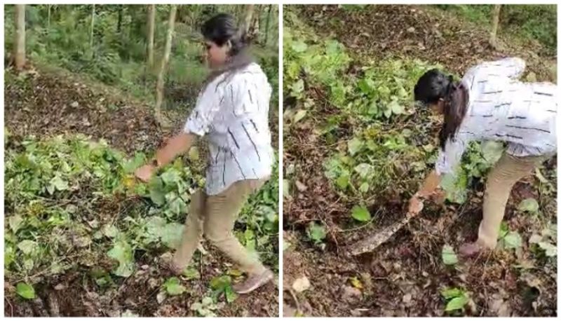 തൊഴിലുറപ്പ് ജോലിക്കിടെ കുറ്റിക്കാട്ടിൽ പെരുമ്പാമ്പ്; ഒടുവിൽ ആർ ആർ ടി എത്തി പിടികൂടി | Forest ...