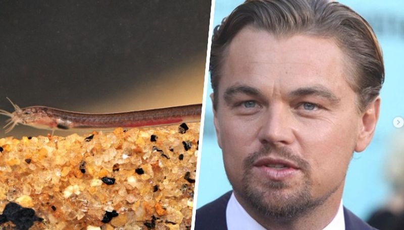 Leonardo DiCaprio amazed by rare groundwater fish 'Pathala Eel Loach' captured by Malayali ...