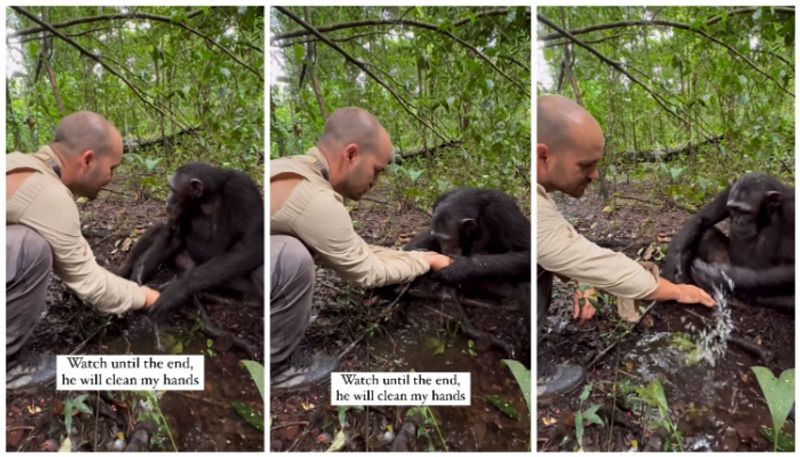 Touching moment! Viral video captures chimpanzee washing photographer's ...