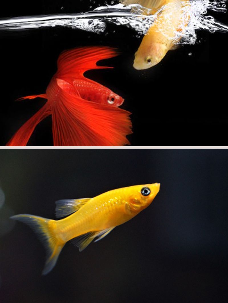 Betta to Molly: 7 most popular pet fish for your aquarium- Asianet News ...