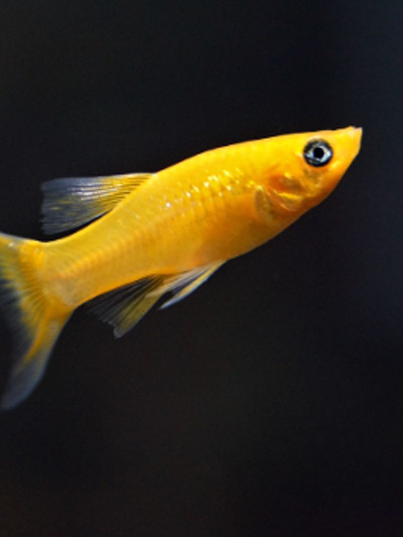 Golden fishನಿಂದ ಖುಲಾಯಿಸಿದ ಅದೃಷ್ಟ: ರಾತ್ರೋರಾತ್ರಿ Millionaire ಆದ ...