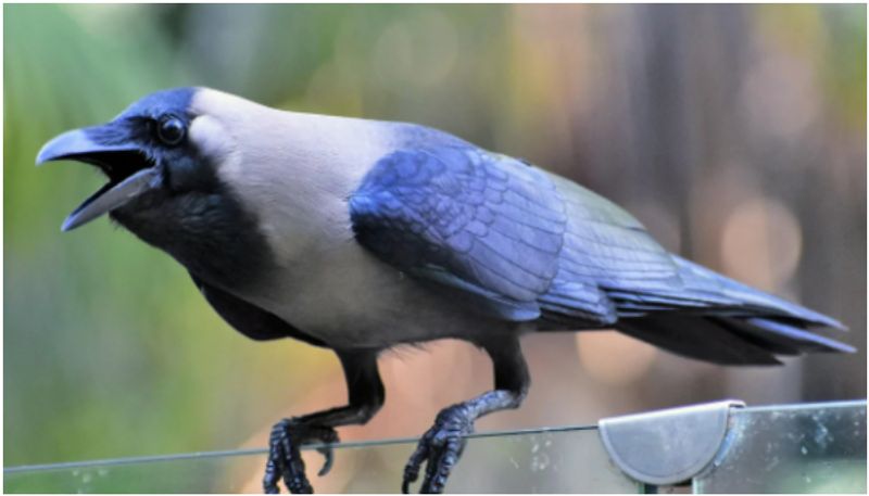 कौवे का चिल्लाना: शुभ संकेत या अपशकुन? - meaning of crow shouting in ...