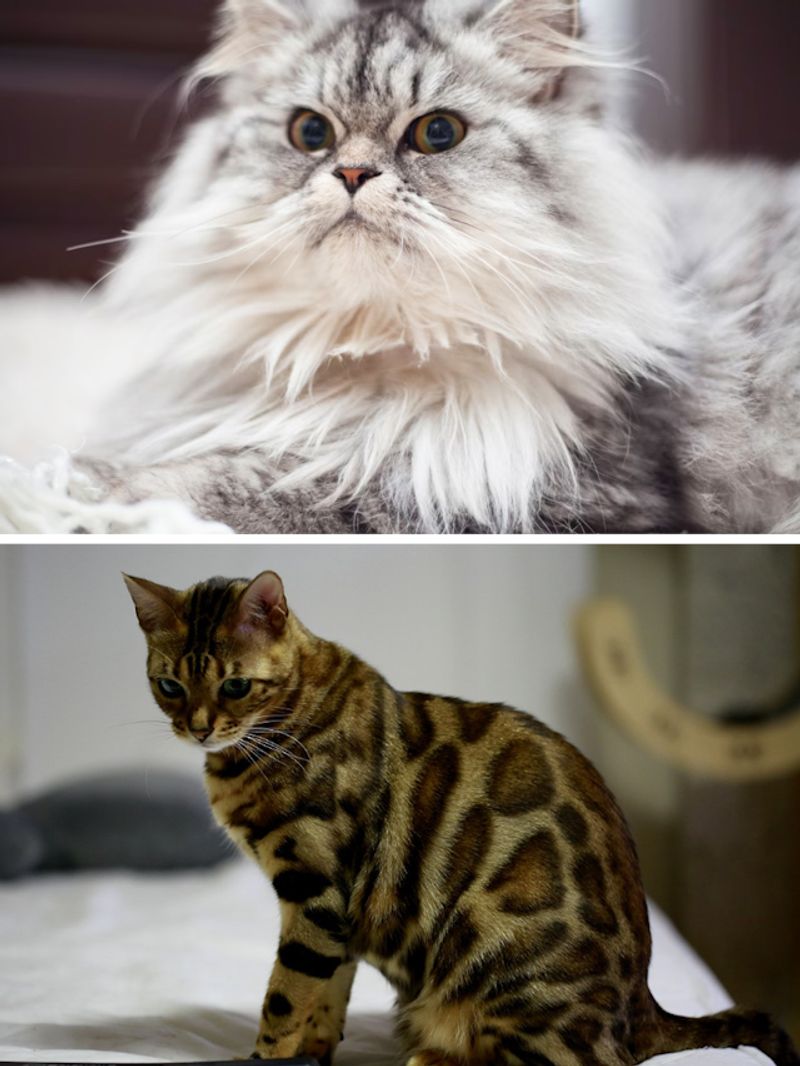 World Cat Day: Persian to Bengal- 7 types of cat breeds- Asianet News ...
