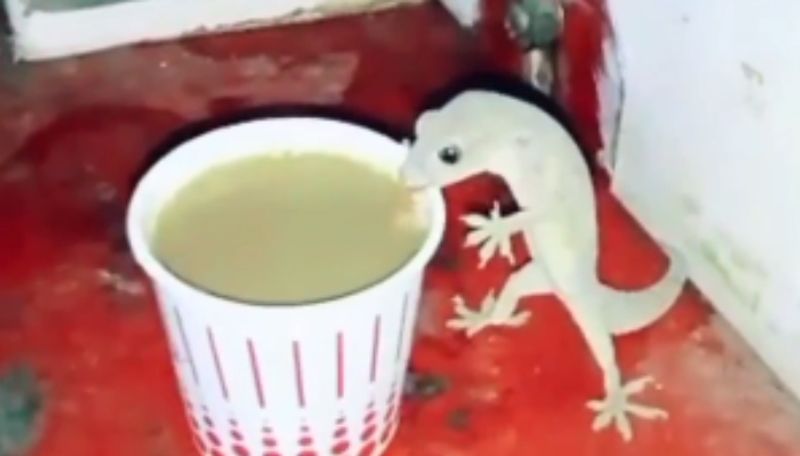 பல்லி டீ குடிக்குமா? குடிக்கும்.. அதுவும் நின்னுக்கிட்டே குடிக்கும் - நீங்களே பாருங்கள் வைரல் ...