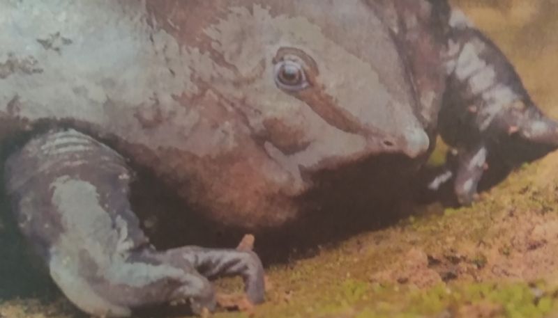 മഹാബലി തവളയെ മാങ്കുളത്ത് കണ്ടെത്തി; പുറത്തുവരുന്നത് വര്‍ഷത്തിലൊരിക്കല് ...