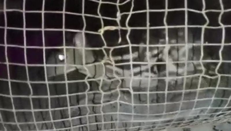 വീട്ടിലെ കുളിമുറിയില്‍ കൂരമാന്‍; പിടികൂടി വനംവകുപ്പ്, നഖംകൊണ്ട് ...