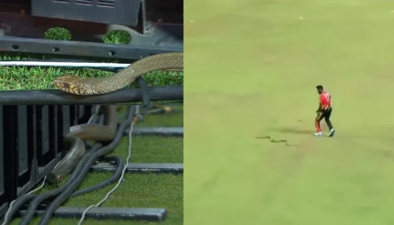 Snake Intrusions in LPL 2023: Isuru Udana's close call amidst cricket action- Asianet Newsable