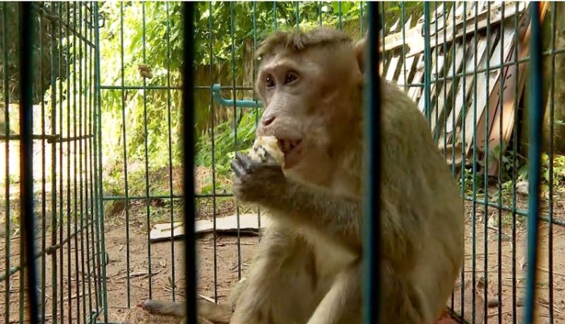 Kerala: Electrocuted monkey brought back to life after 41 days of ...
