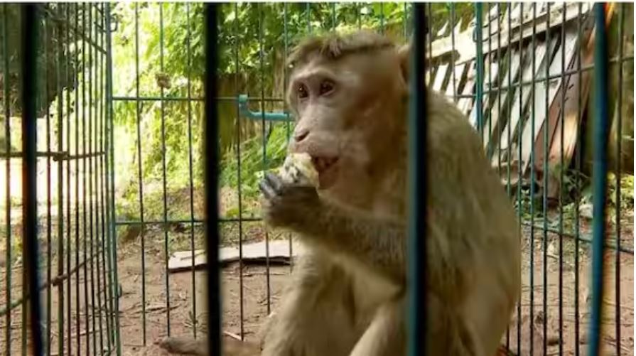 केरल में बिजली के झटके से झुलसे बंदर का ईलाज, 41 दिन बाद ठीक होकर वापस लौटा घायल मंकी ...