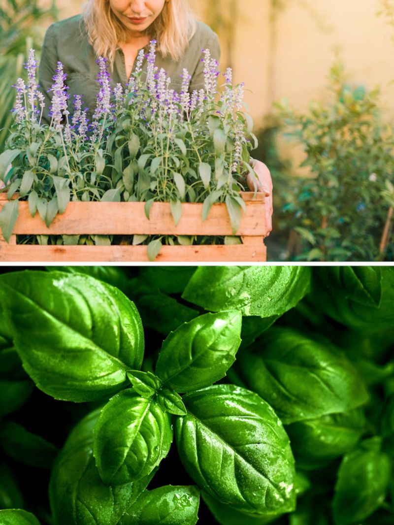 Lavender to Basil-7 Indoor plants repel insects and mosquitoes- Asianet ...
