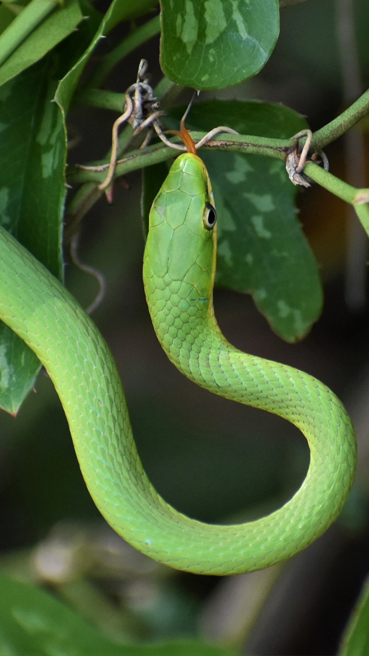 क्या आसमान से सच में गिरते हैं सांप? जानिए सच्चाई - do snakes really ...