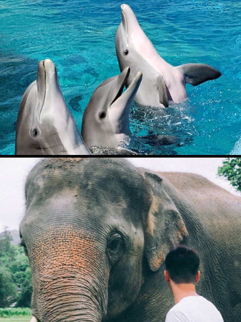 Dolphins to Elephants: 7 Happiest Animals on Earth- Asianet Newsable