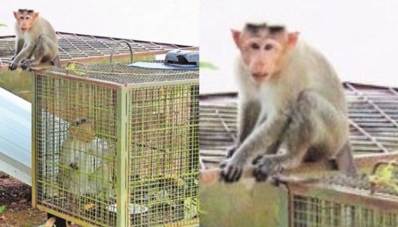 'Psycho monkey': A nightmare for people of Kerala's Malappuram- Asianet ...